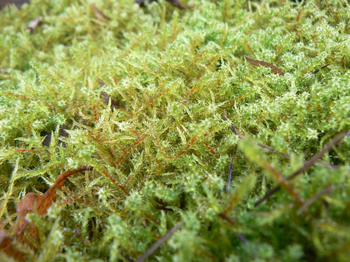 A Field Notebook: Bryophytes at Eccleston Mere