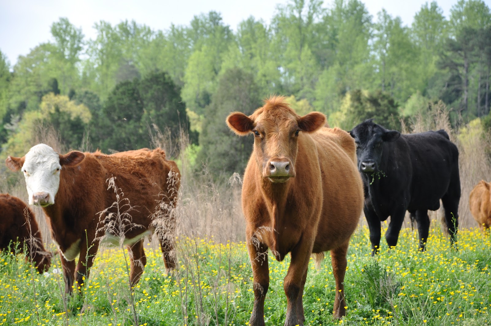 Mermaid Gypsy: Till the cows come home