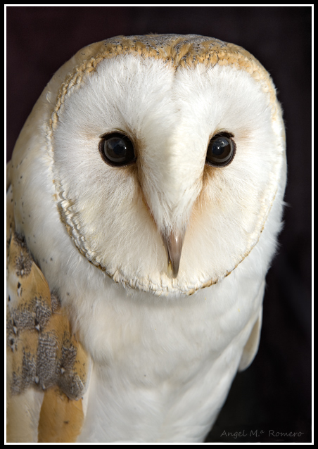 IMÁGENES Y FOTOS DE ANIMALES: Lechuza