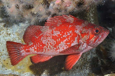 ACADIAN REDFISH ~ Everything About Fish