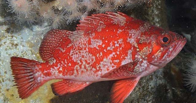 ACADIAN REDFISH ~ Everything About Fish