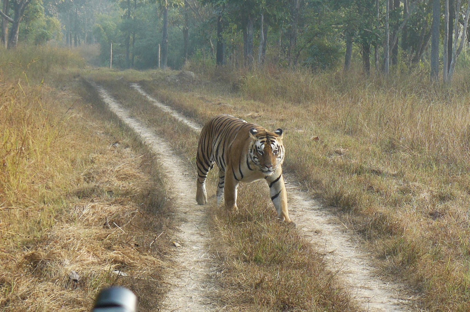 The Rich Indian Wildlife | Travelogy India Blog