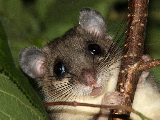 PUH / dormouse /-Puhovi su dražesne male životinjice.