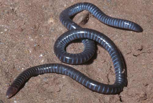 CFB 7º ano CMPA: ANFÍBIOS