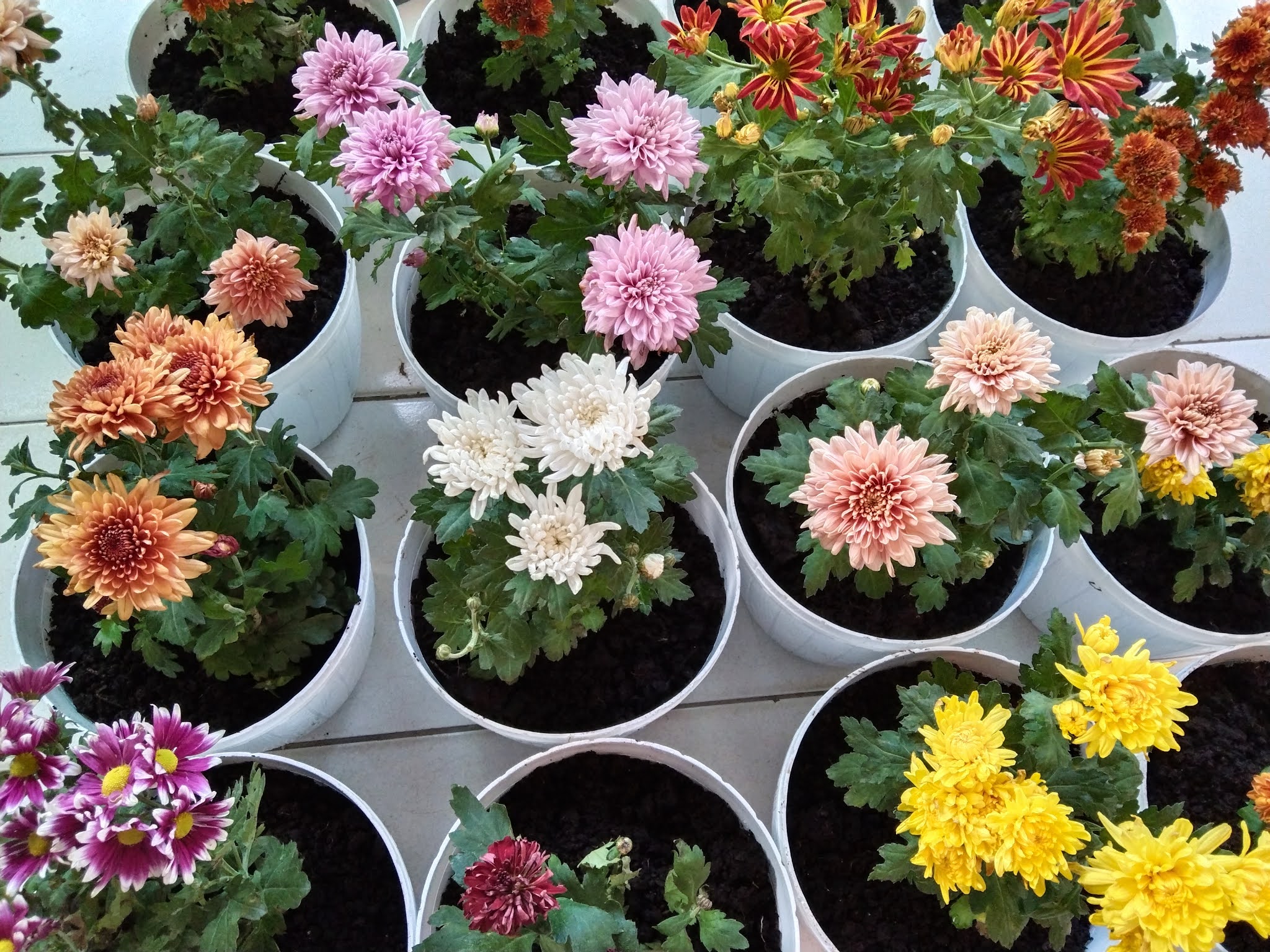 BUNGA KRISAN (SERUNAI) dan ASTER