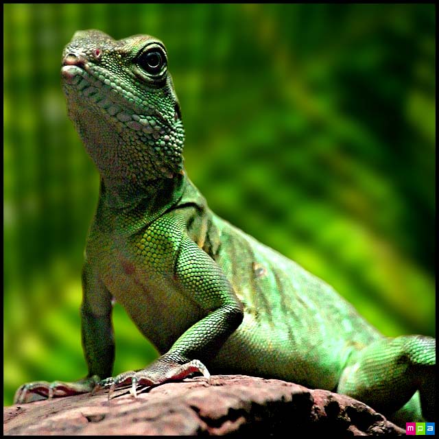 Lizards Facts | Animals Blog