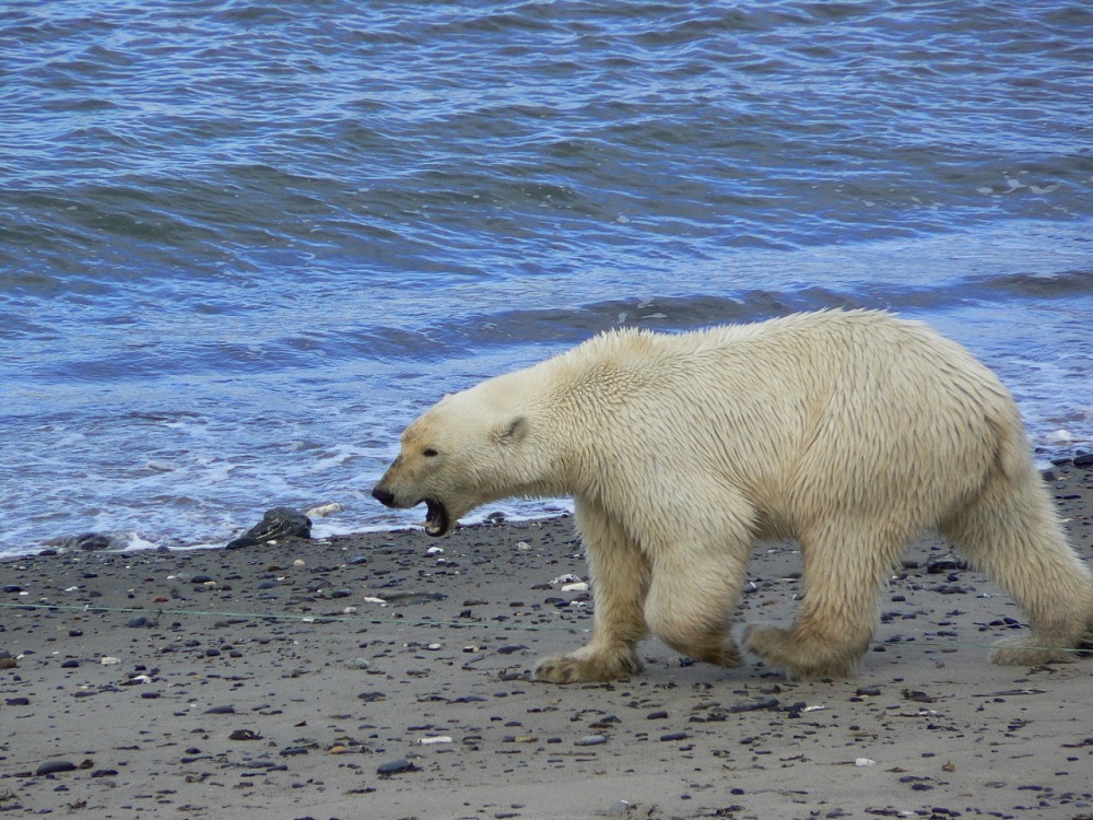 Islas del Mundo: Kolgúyev
