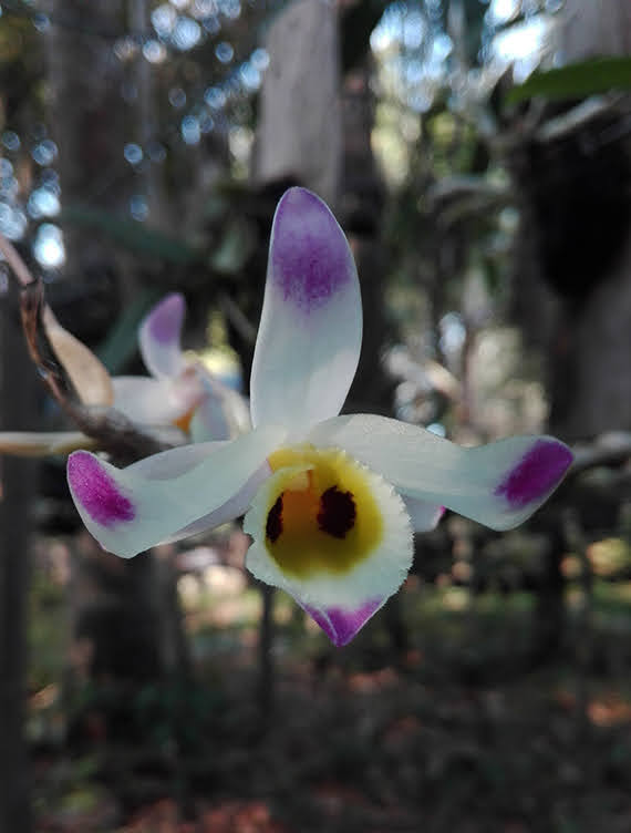 Dendrobium pendulum Roxb.