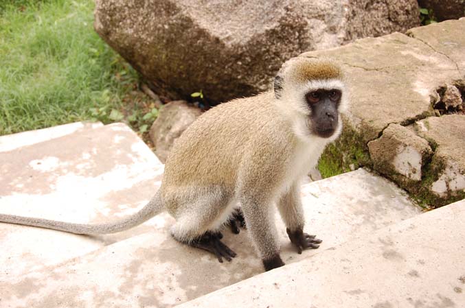 T-E-M-B-E-A Tanzania: Mdau Atembelea Hifadhi ya Kisiwa cha Saa nane Mwanza