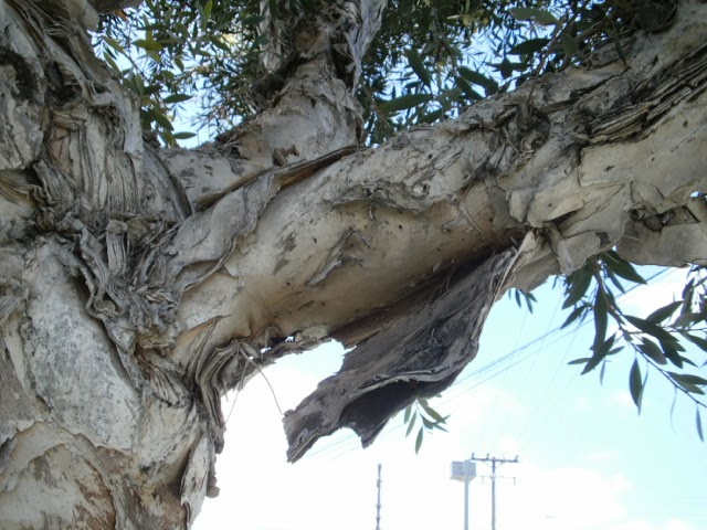 アメリカにずっと住む．．．つもり: フトモモ科 メラルーカ属の木、カジュプット（Cajeput Tree, Melaleuca ...