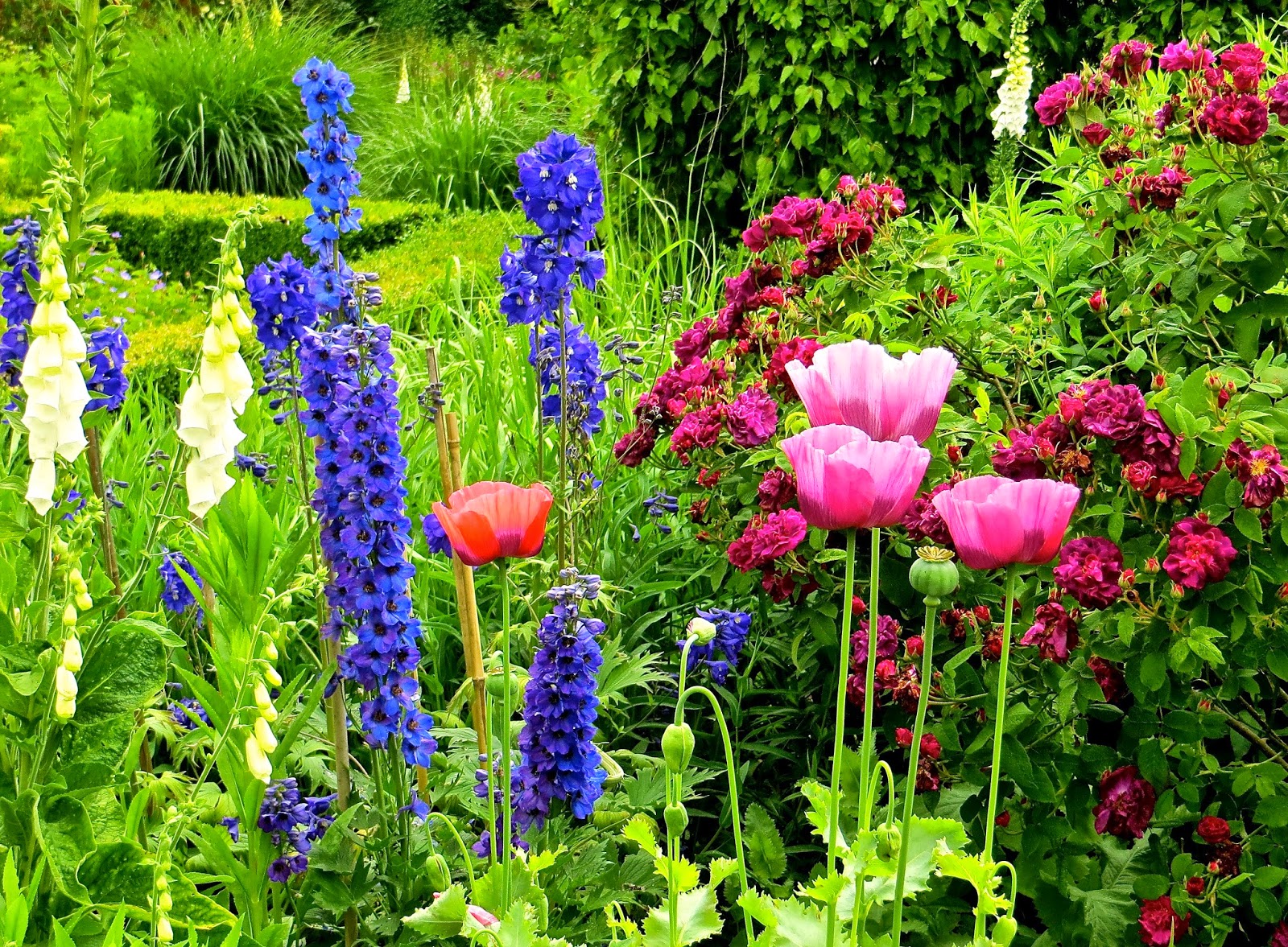 Curiouser and Curiouser: The Glory of an English Garden