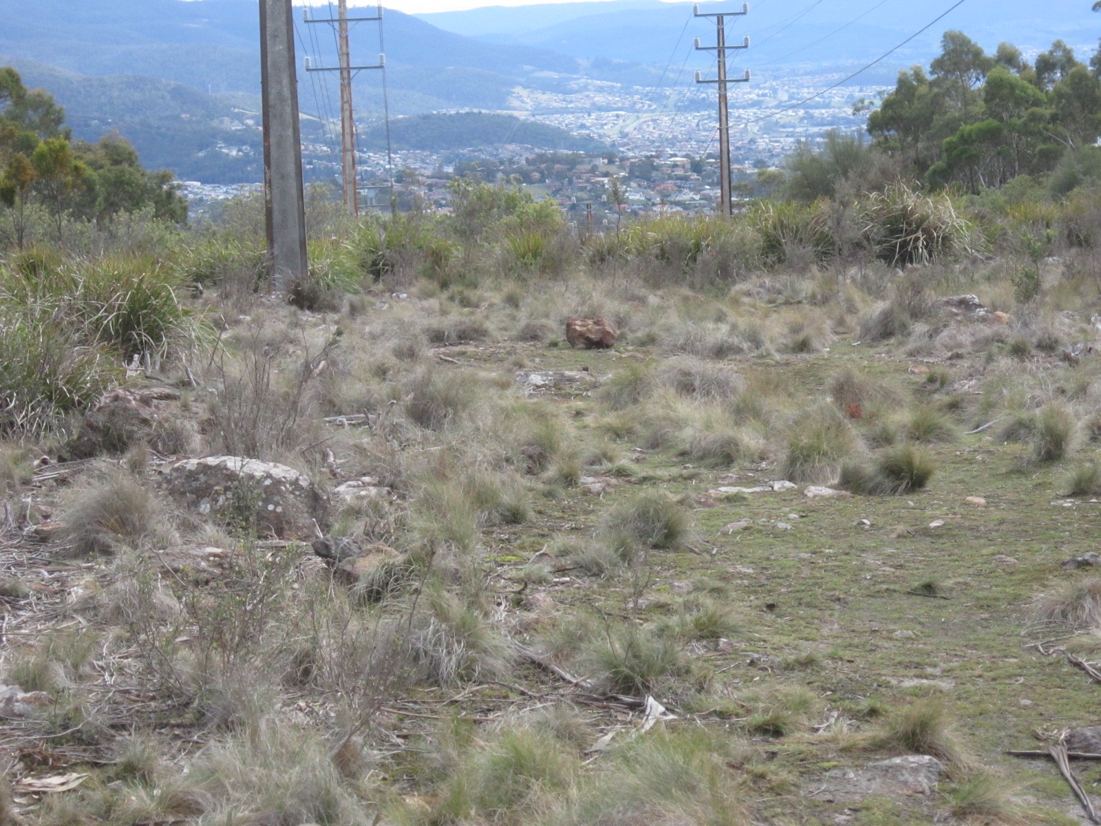 Ramblers : Knocklofty Reserve