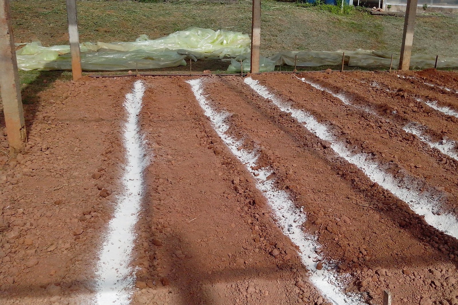 Preparo de solo, calagem e adubação. ~ Cultivo de Tomate: passo a passo
