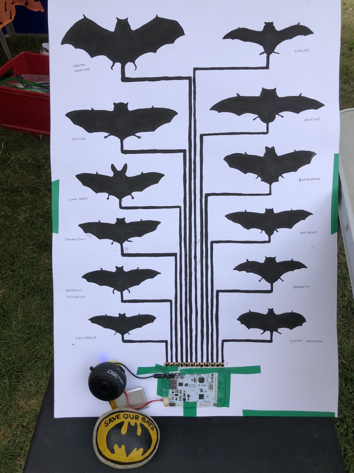 Bat Conservation Trust: 2019