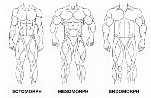 DIFFERENT TYPES OF BODY | BODYBUILDING