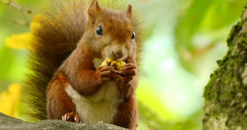 Tupai Dan Habitatnya ~ TITIAN ILMU