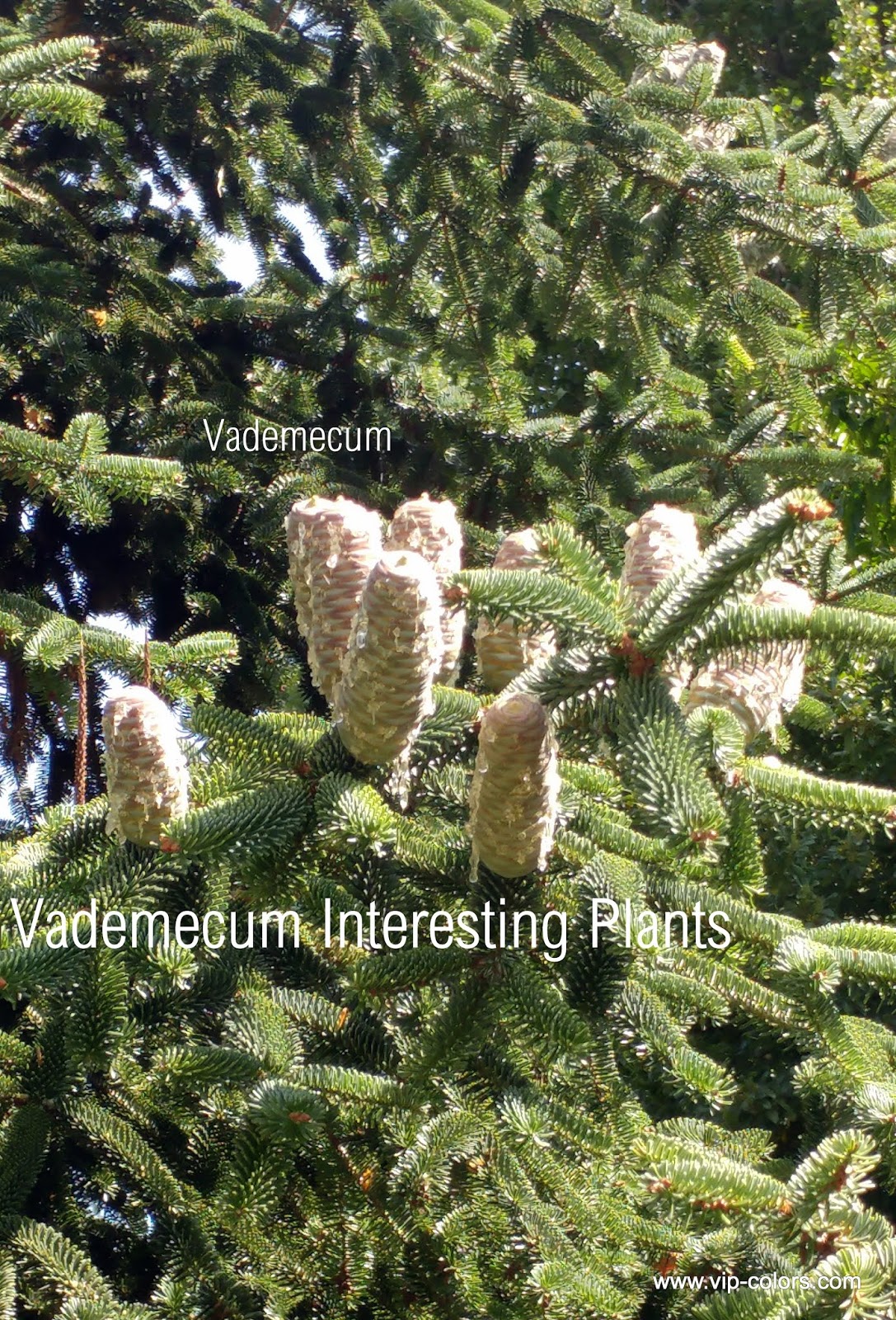 Vademecum Interesting Plants: Abies numidica - Jodła numidyjska, j ...