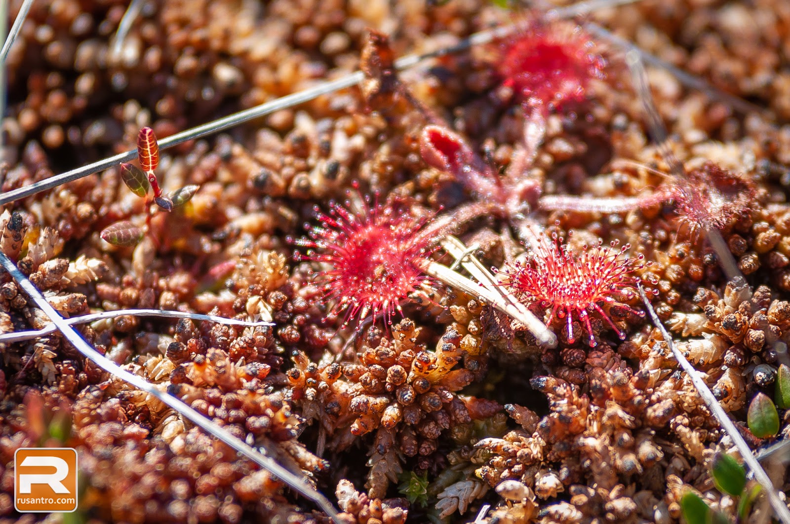 Kūdras bagāts Cenu tīreļa purvs