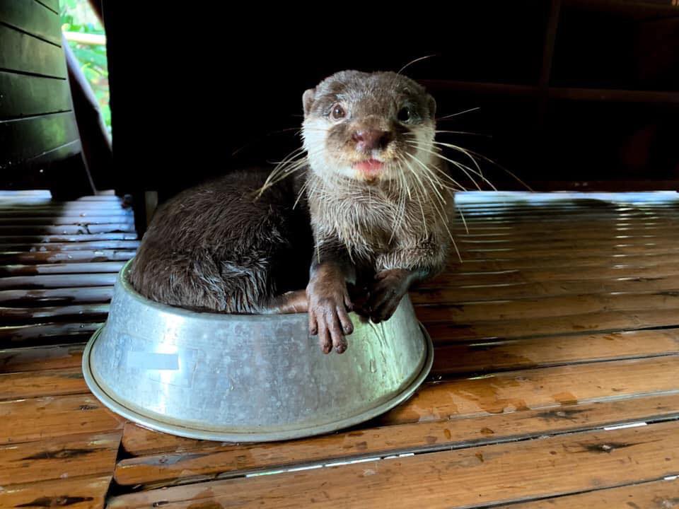 Living with the otter's new normal