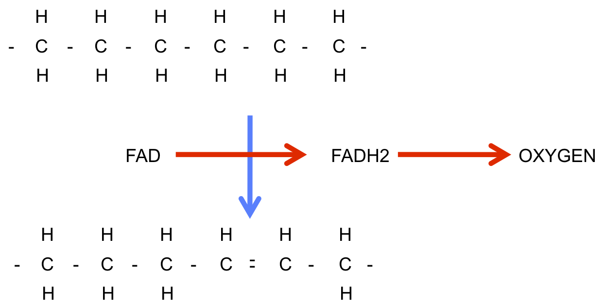 Hyperlipid: The miracle of fish oil (4) Adipocere