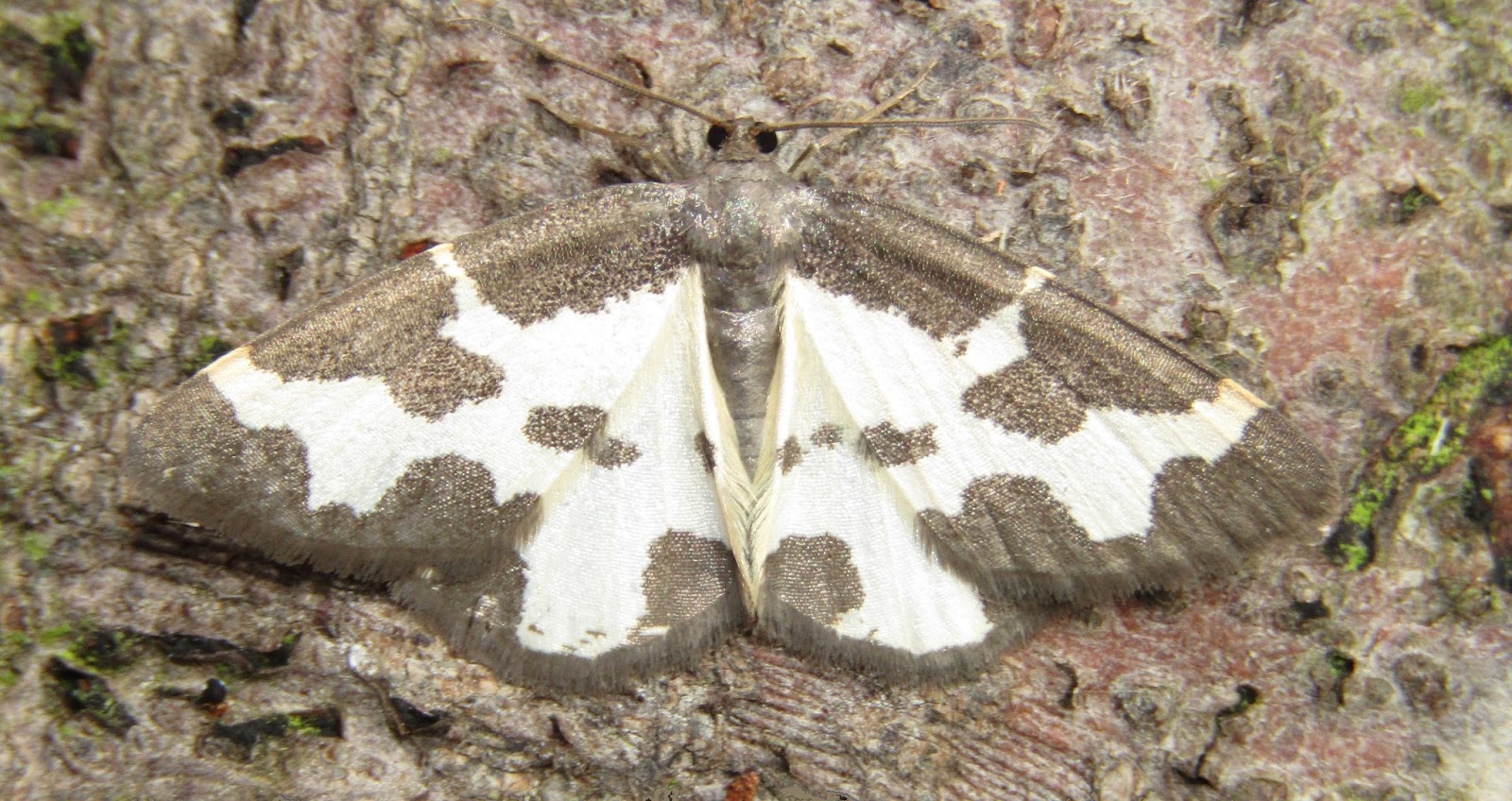 Moths are messing with your mind