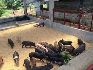 Philippine Native Pig Network: UNDERSTANDING THE PHILIPPINE NATIVE PIG ...