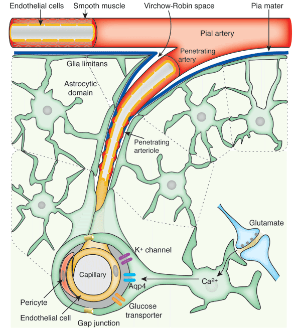 Neuroglia Lab : Glymphatics and virchow-robin space