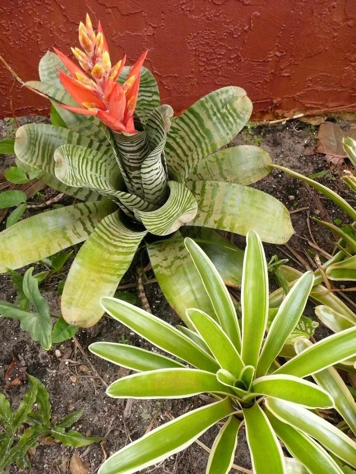 Gardening South Florida Style: Bromeliads in the Garden