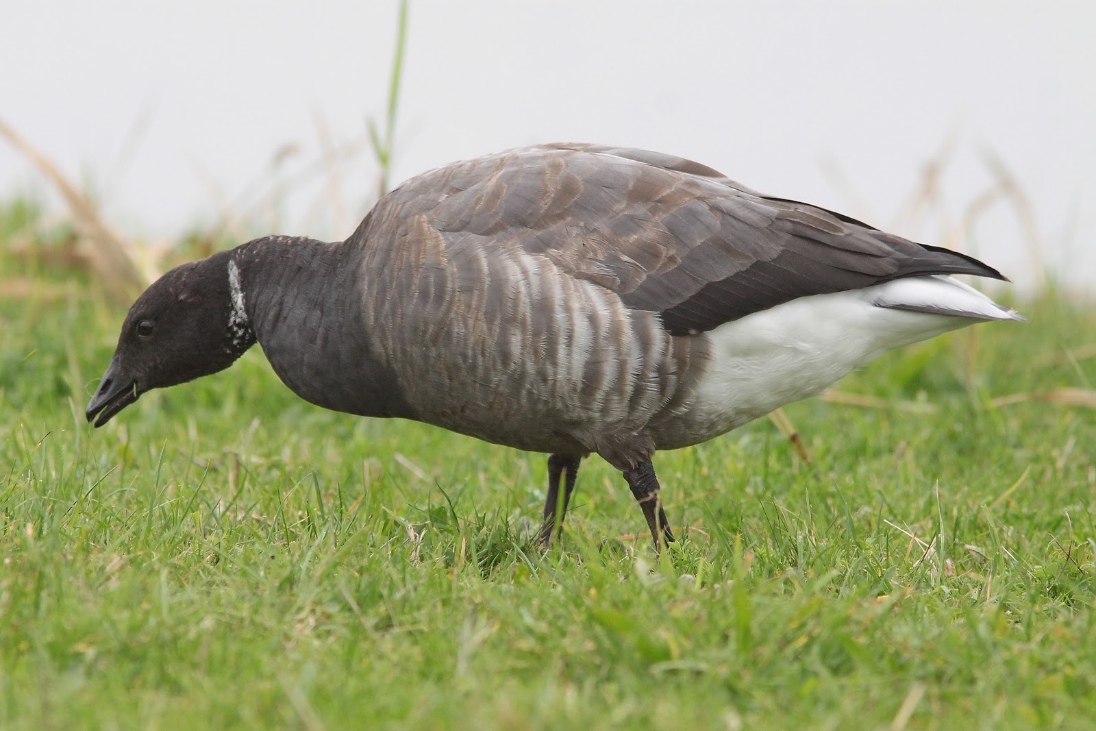De Vogelaars: Texel 22 t/m 26 oktober 2012.