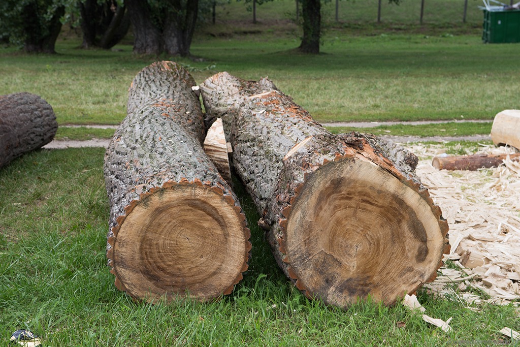 Obserwator Toruński: Jak zrobić dłubankę? (1890)