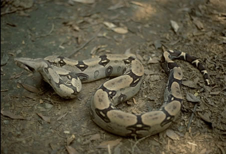 conhecendo o mundo: Jiboia