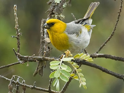 Next Generation Birders Official Blog: Obscure bird of the week: Palila