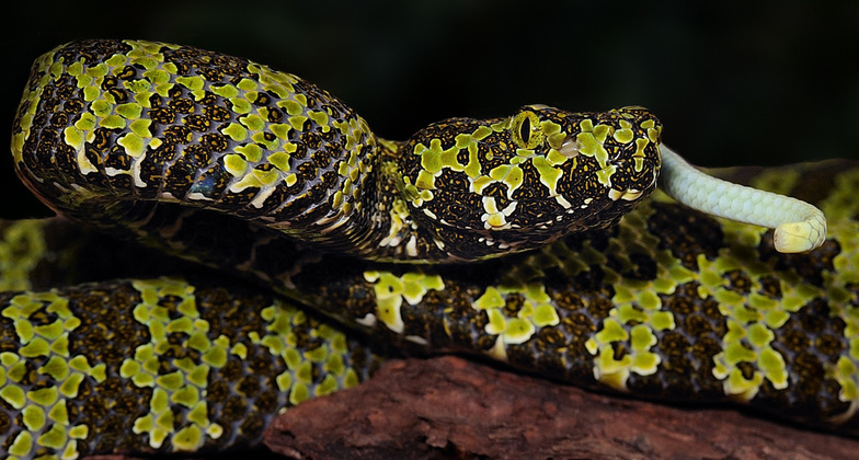 Life is short, but snakes are long: Spider-tailed Adders