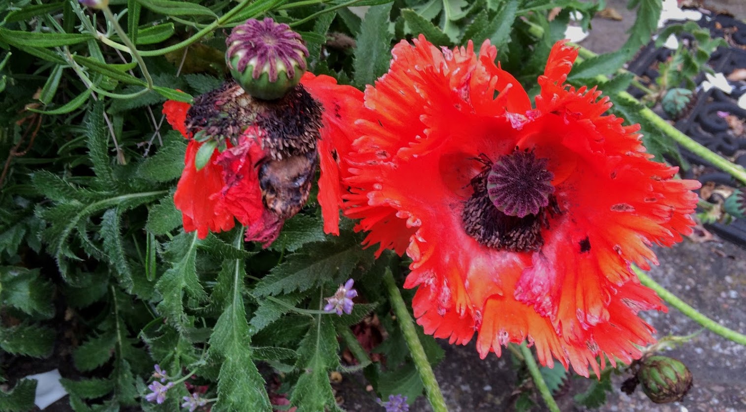 Patrick Comerford: Drawing inspiration for Remembrance Sunday from ...