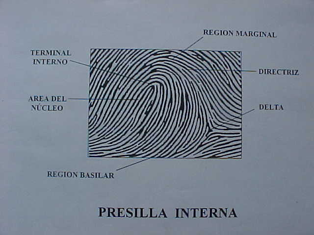 Conceptos generales de Dactiloscopía