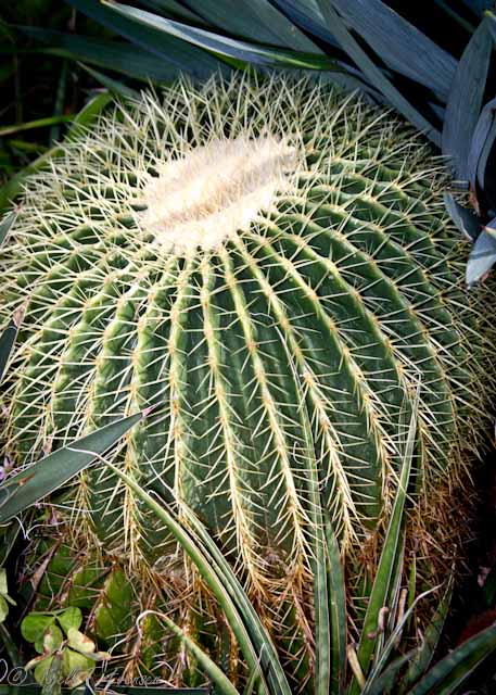 Eye of the Big Dog: Cactus, Krohn Conservatory, Cincinnati, Ohio