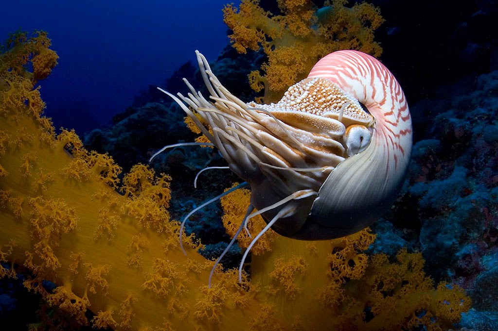 Paleontología y Evolución en la UCM: ¿Eso son dientes? ¡¡PUES ESPERA A ...