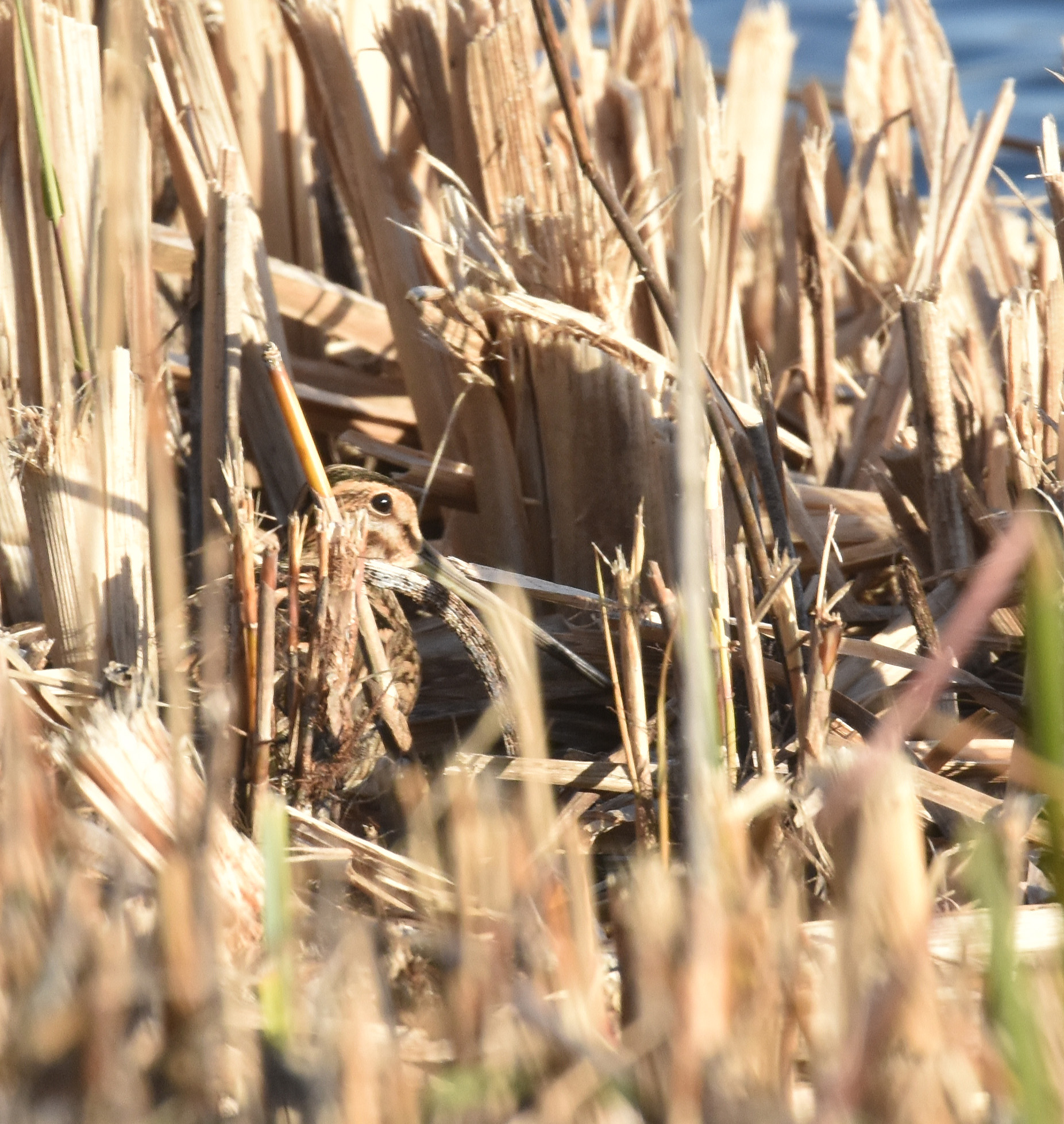 Otmoor Birding: 2020