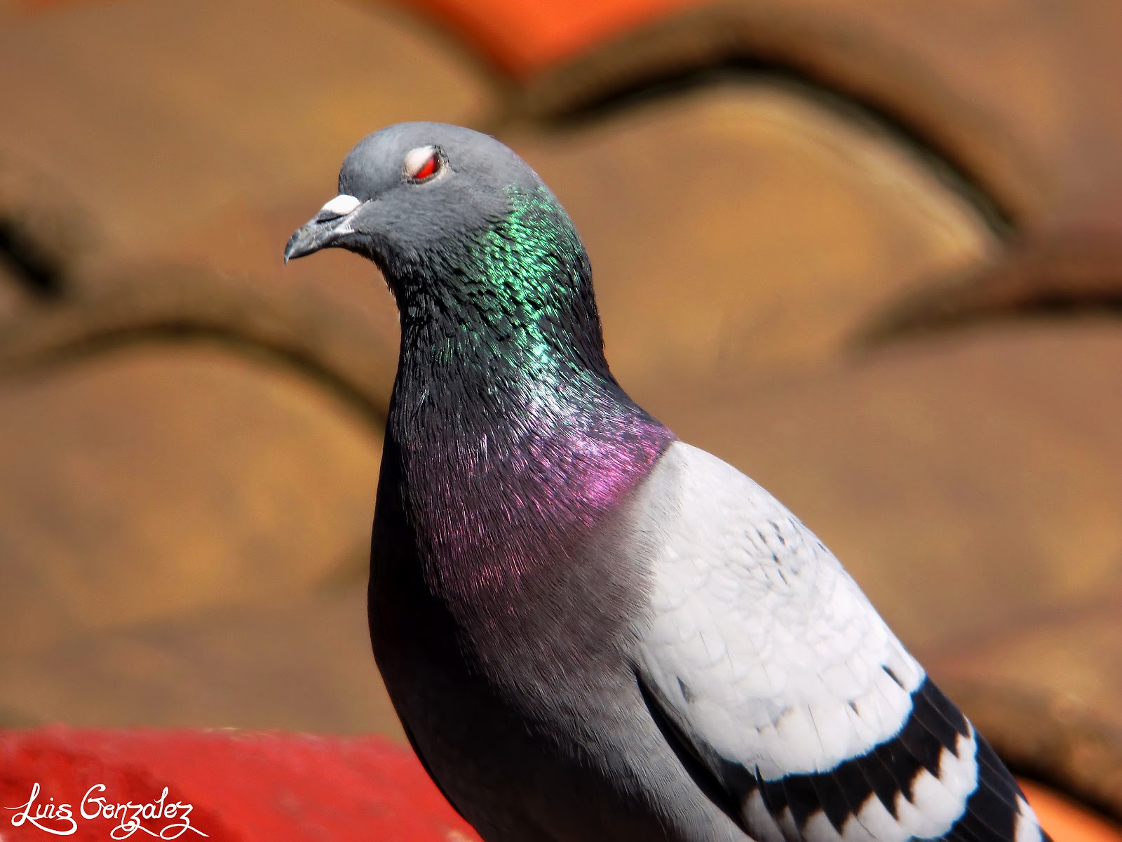 TELESFOTO: FOTOGRAFIAS REALIZADAS MEDIANTE DIGISCOPING