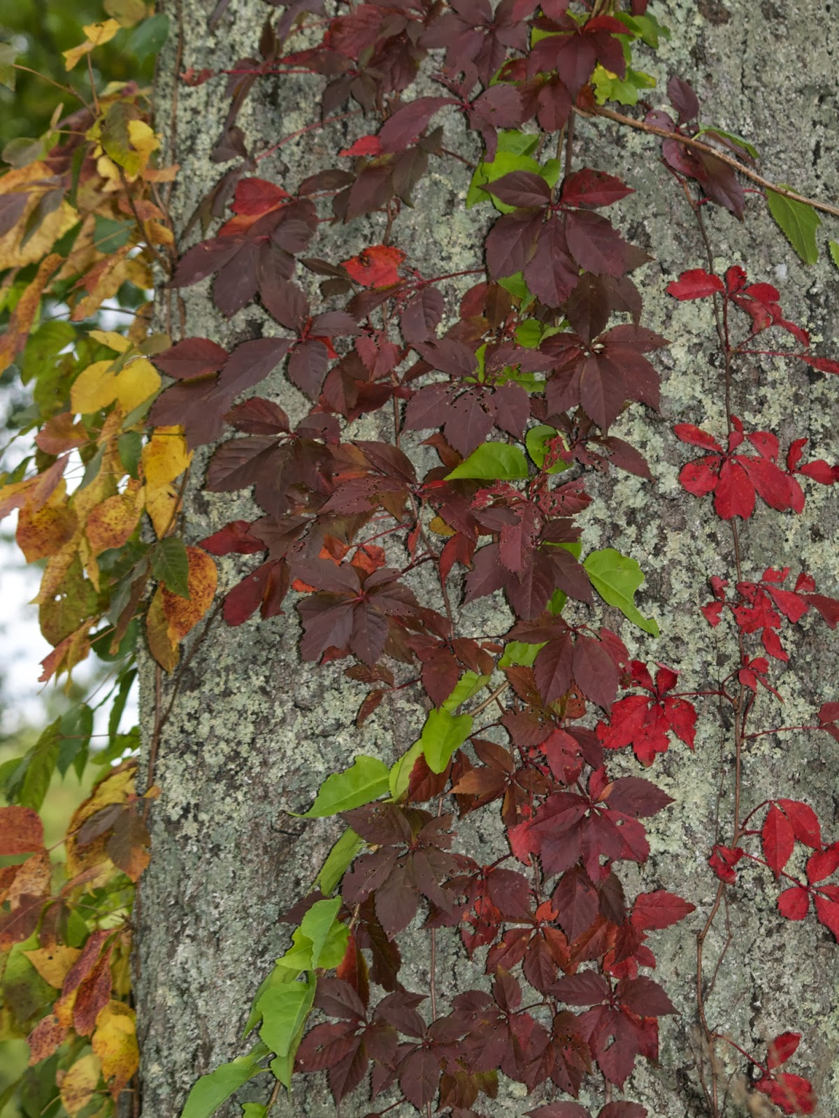 Fr Jack SJ MD: St. Francis of Assisi, Retreat at St. Joseph Abbey, Spencer