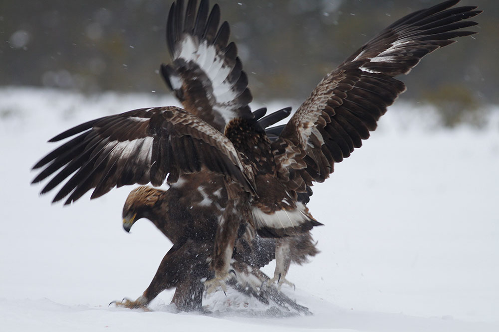 Daniel´s birdblog: Golden eagle fight