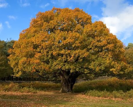 ¿Por qué mi jardín?: El roble común y su hoja (Quercus robur)