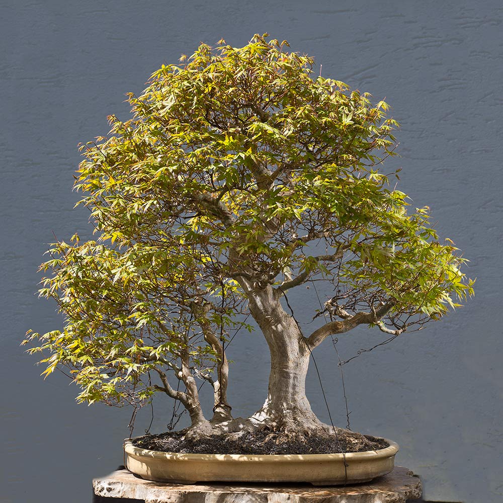 Walter Pall Bonsai Adventures: Japanese Maple #22 - an update