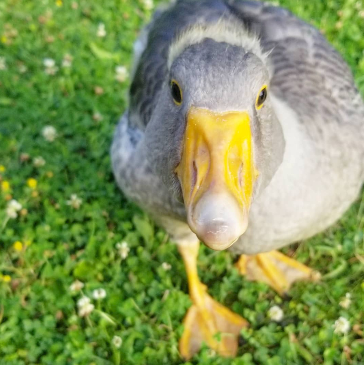 All About Goose Eyesight - Fresh Eggs Daily® with Lisa Steele