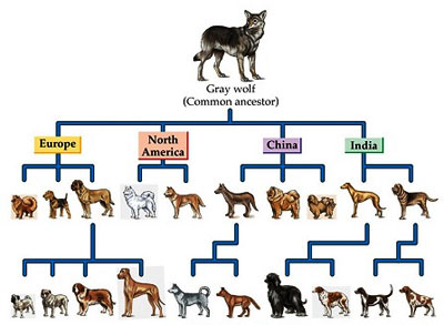 Petunjuk - Petunjuk Tentang Adanya Evolusi Interpretasi Para Pakar ...