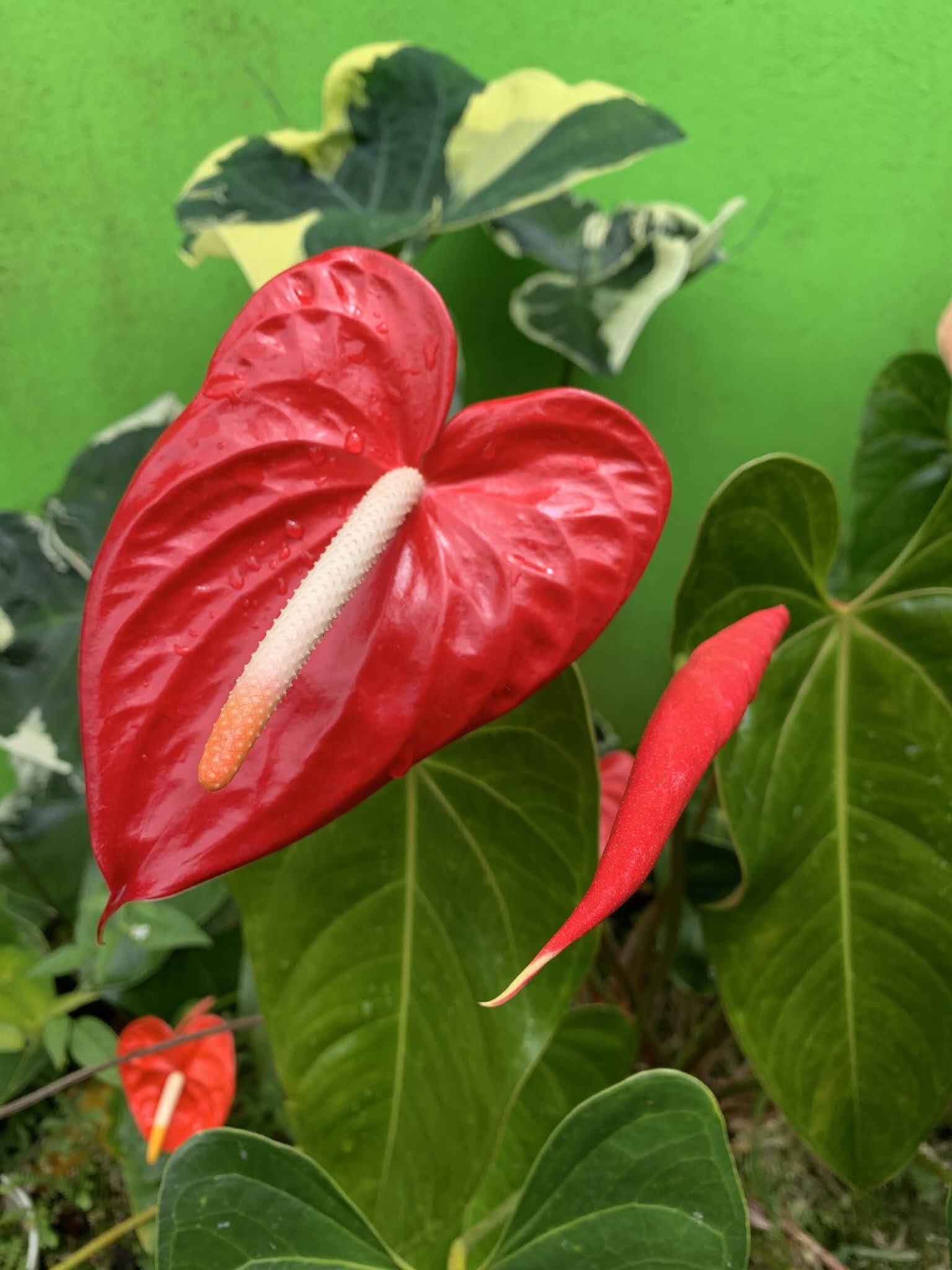 Como cuidar de tus Anturios