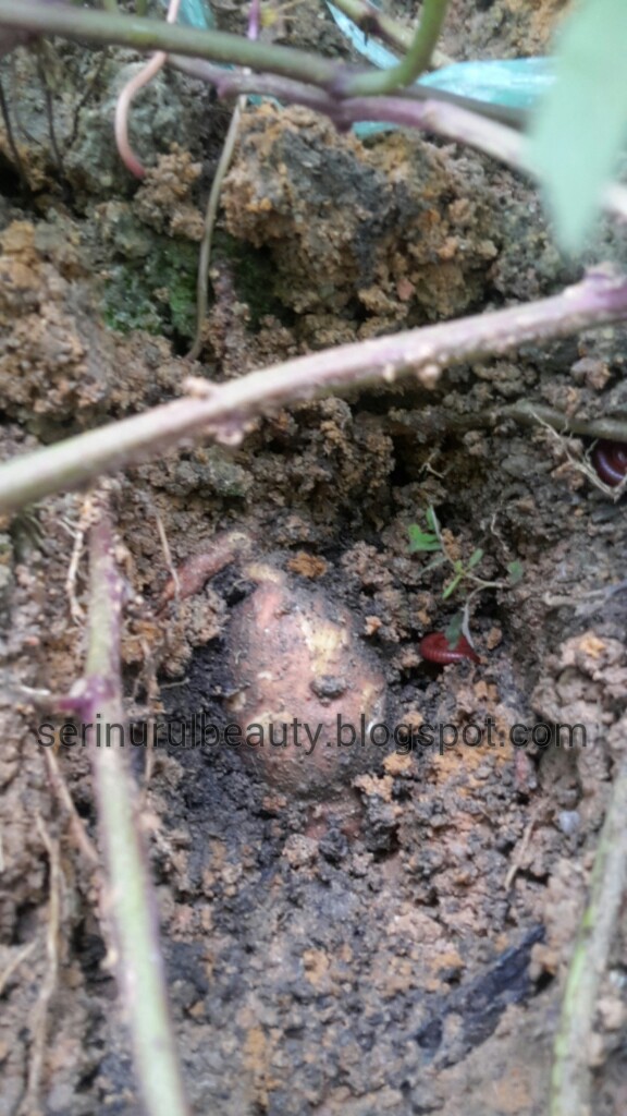 Healthy Nurul Beauty: Digging my first sweet potato at the side of my house