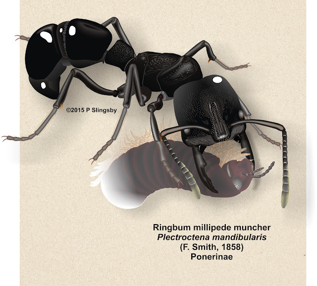 - Ants of Southern Africa -: Plectroctena mandibularis: the Ringbum ...