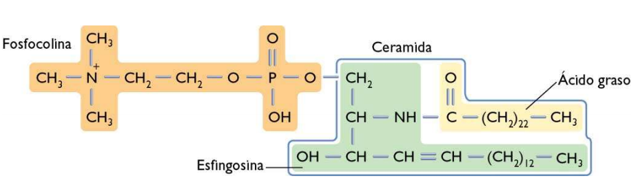 Ivernalia: 1º Bachillerato Biología y Geología UD 1 Niveles de ...