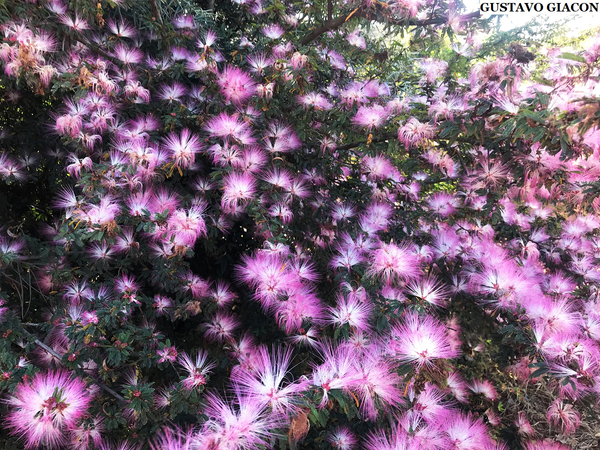 Viveiro Ciprest - Plantas Nativas e Exóticas: Caliandra Rosa Clara de ...